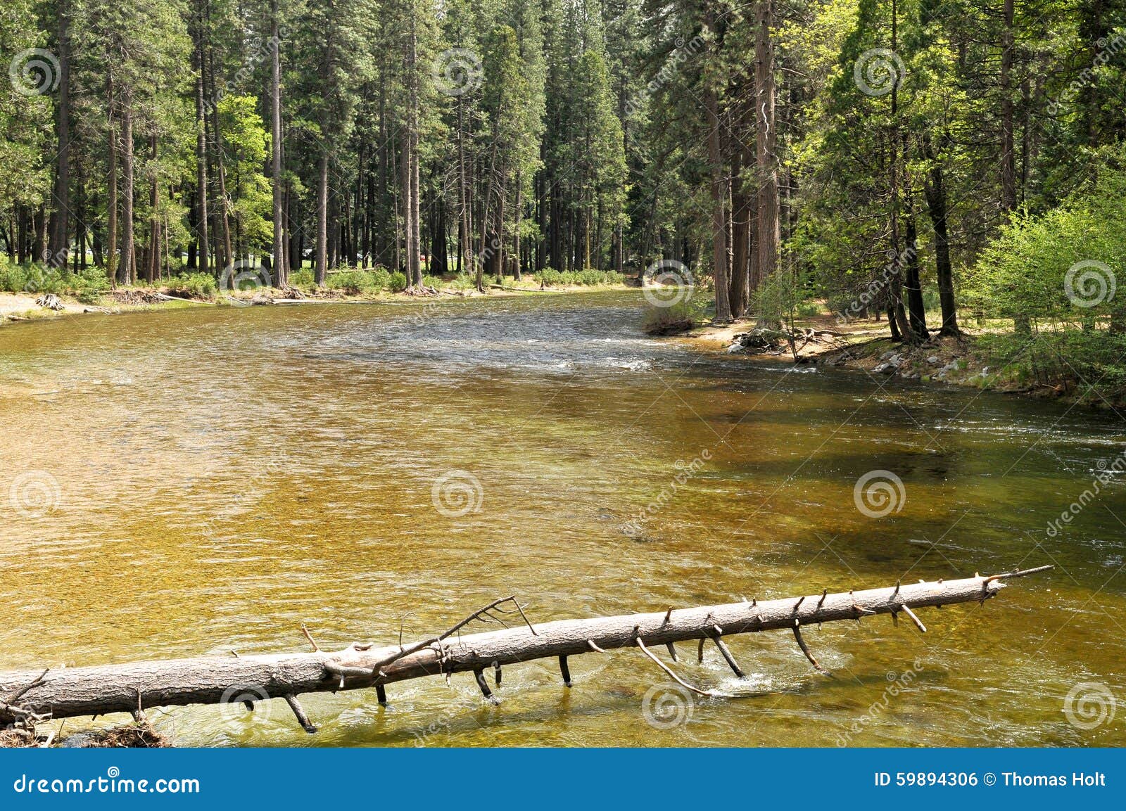 Fallen tree in a river stock photo. Image of environment - 59894306