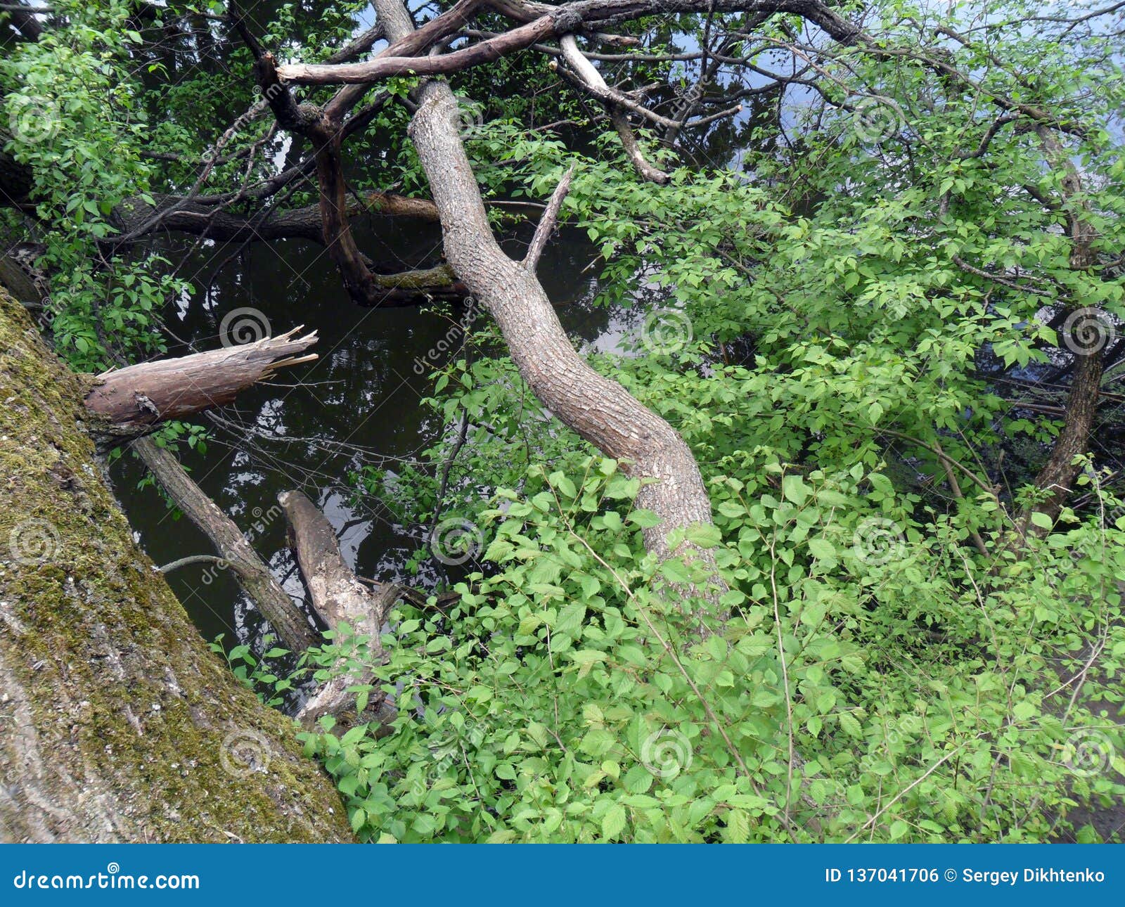 Fallen tree by the river stock photo. Image of forest - 137041706