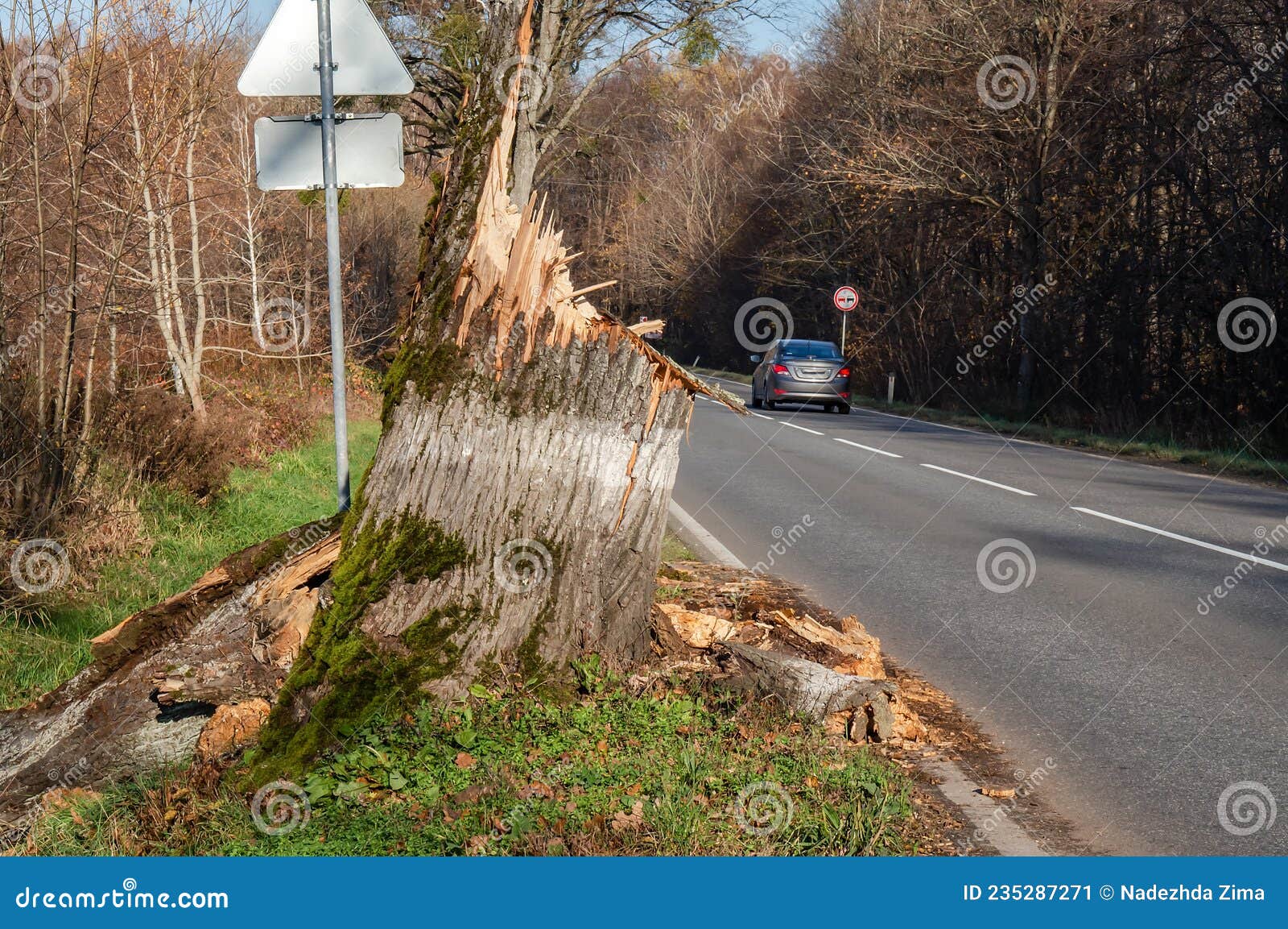 Fallen Tree on the Road. Broken Tree on the Side of the Road. the ...