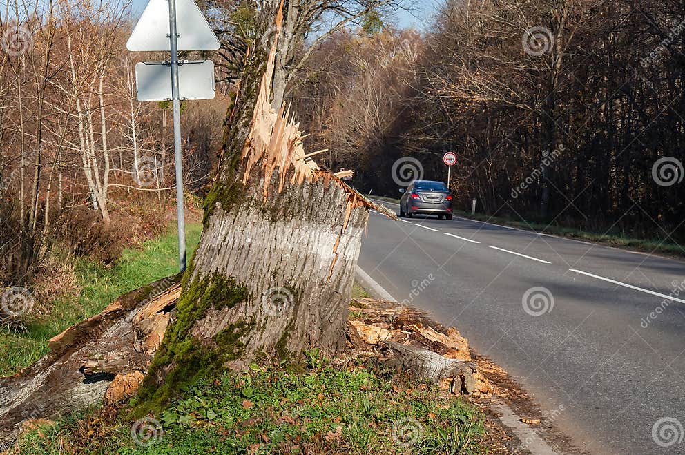 Fallen Tree on the Road. Broken Tree on the Side of the Road. the ...