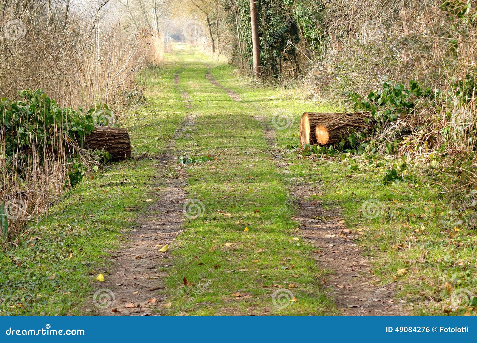 13,423 Fallen Tree Road Photos - Free & Royalty-Free Stock Photos from ...