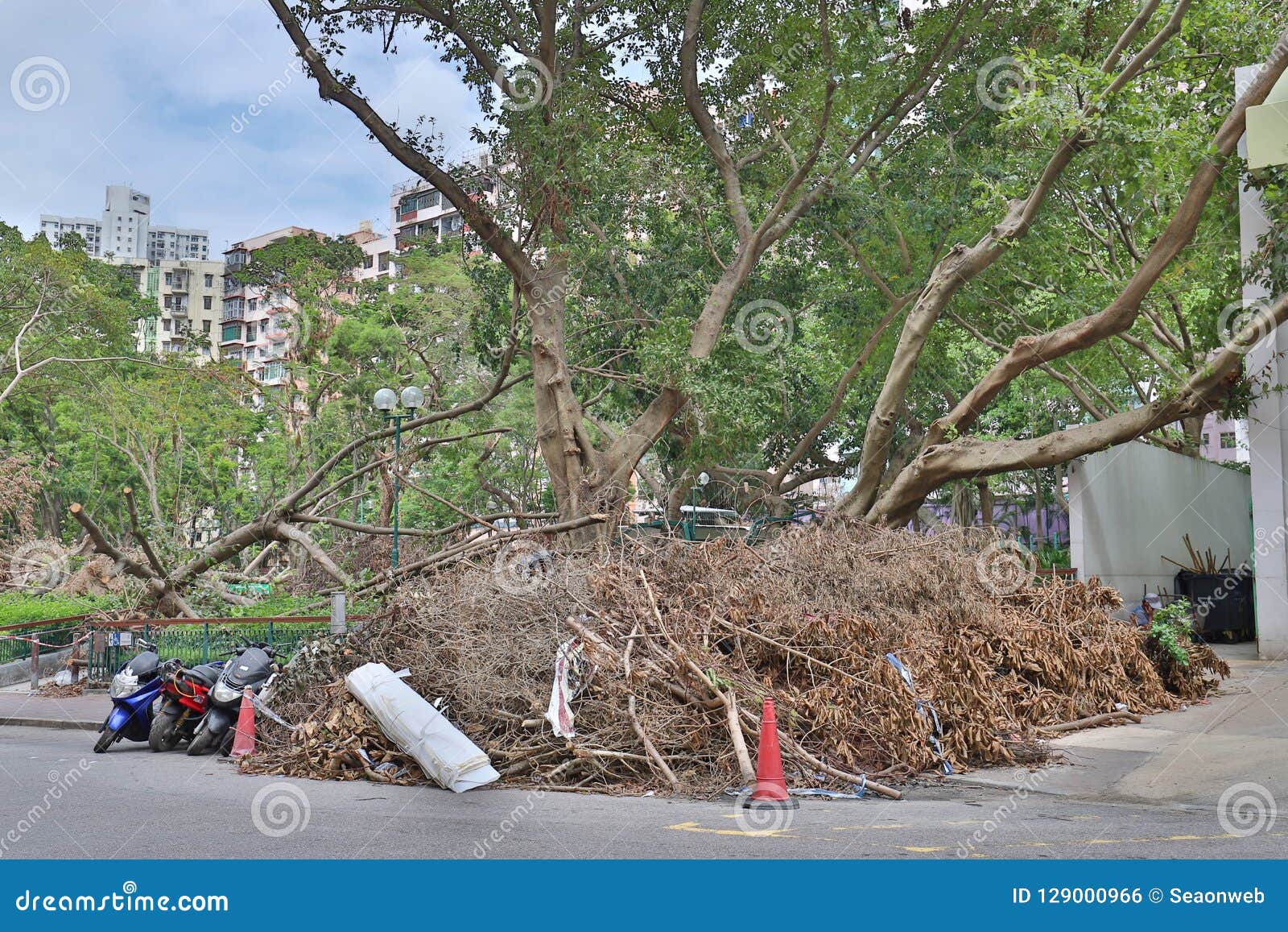 A Fallen Tree on the Road after Typhoon Stock Photo - Image of property ...