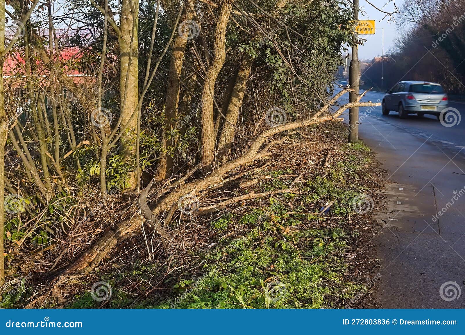 Fallen Tree on the Roadside Stock Photo - Image of hedgerow, forest ...