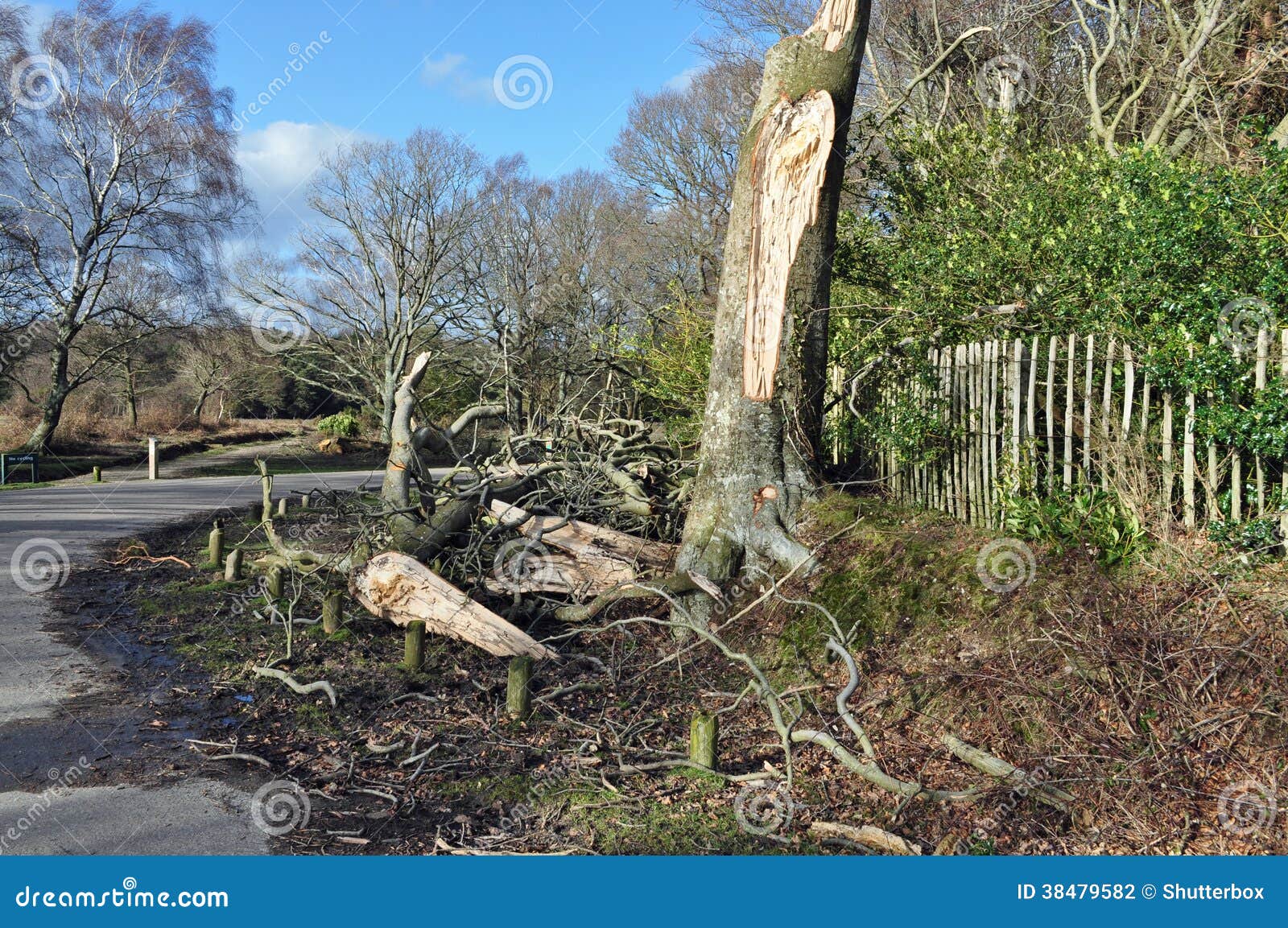 Fallen tree by roadside stock photo. Image of stormy - 38479582