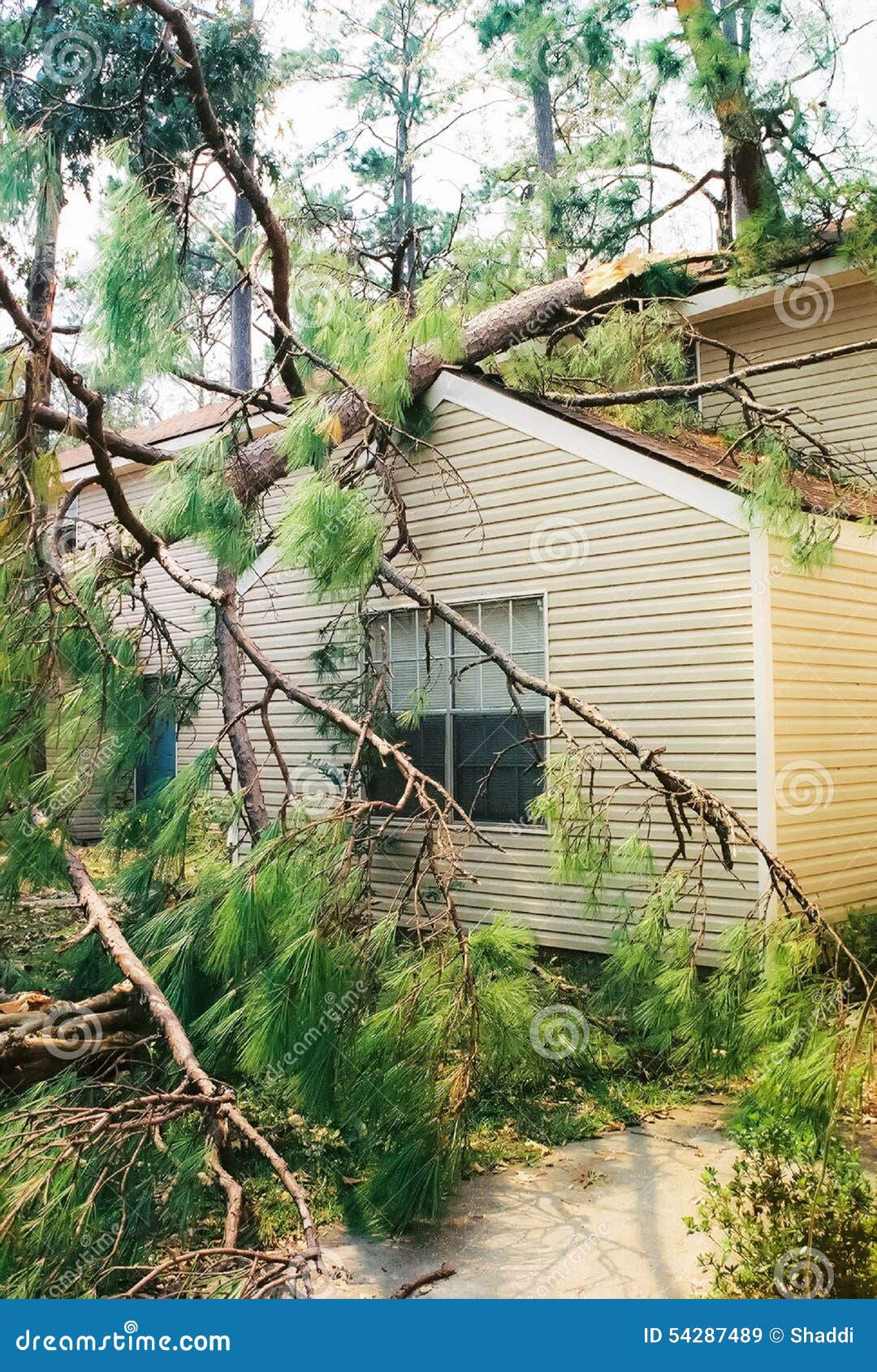 Tree Fallen On A Shed During The Storm Eunice Royalty-Free Stock ...