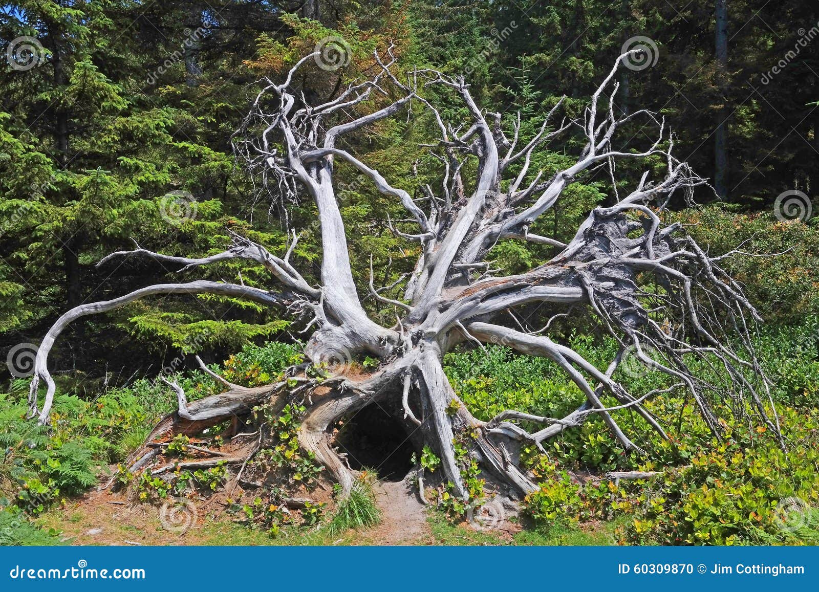 Fallen Tree Root Structure stock photo. Image of tall - 60309870