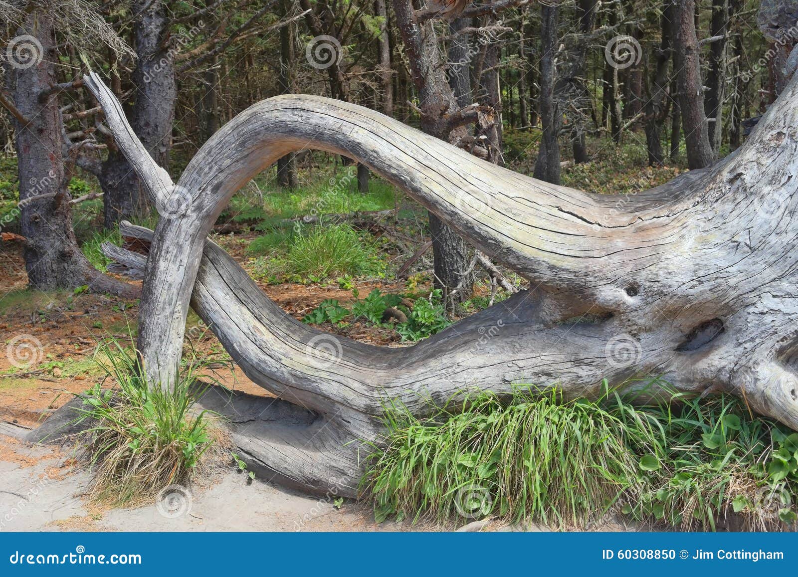 Fallen Tree Root Structure stock photo. Image of frame - 60308850
