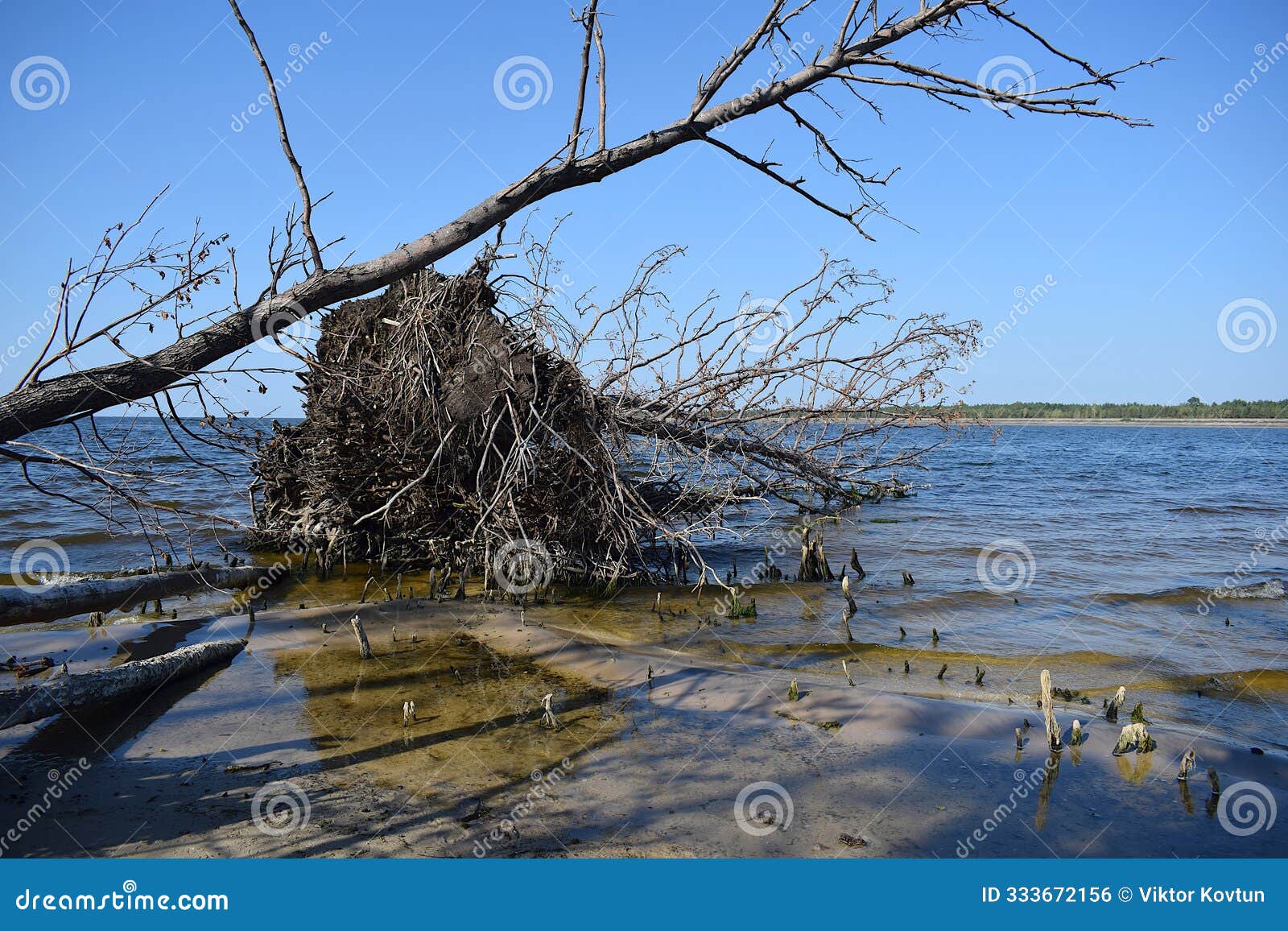 Fallen Tree. Root System Close-up Stock Photo - Image of uprooting ...