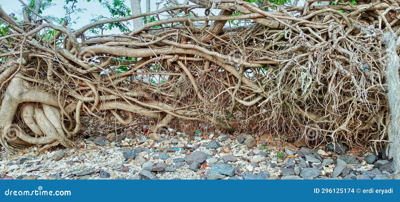 Fallen Tree Roots on the Beach Stock Photo - Image of fallen, roots ...