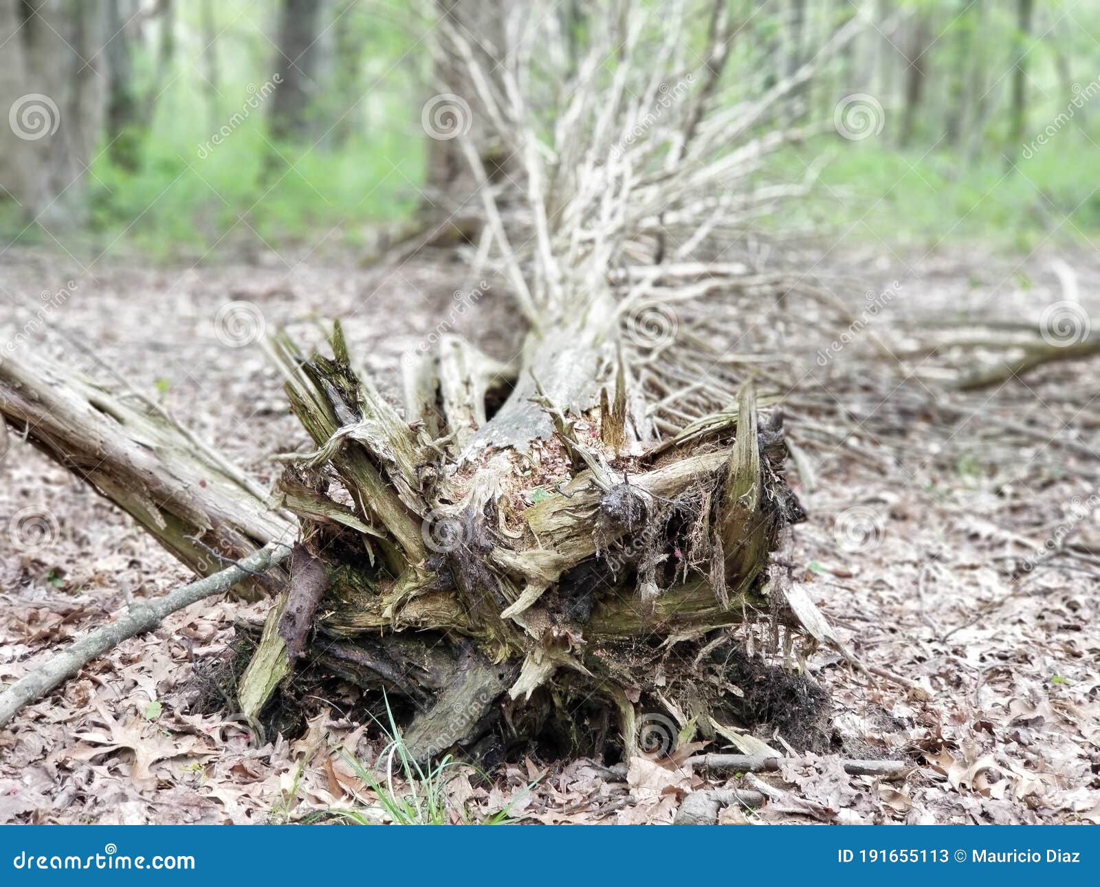 Fallen Tree Roots Dark Forest Stock Image - Image of wildlife ...