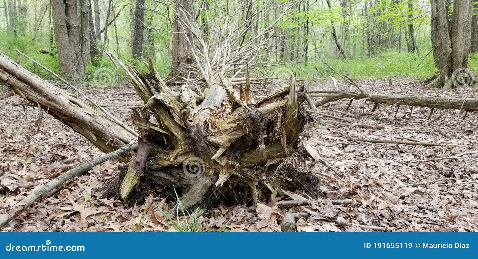 Fallen Tree Roots Dark Forest2 Stock Image - Image of wilderness ...