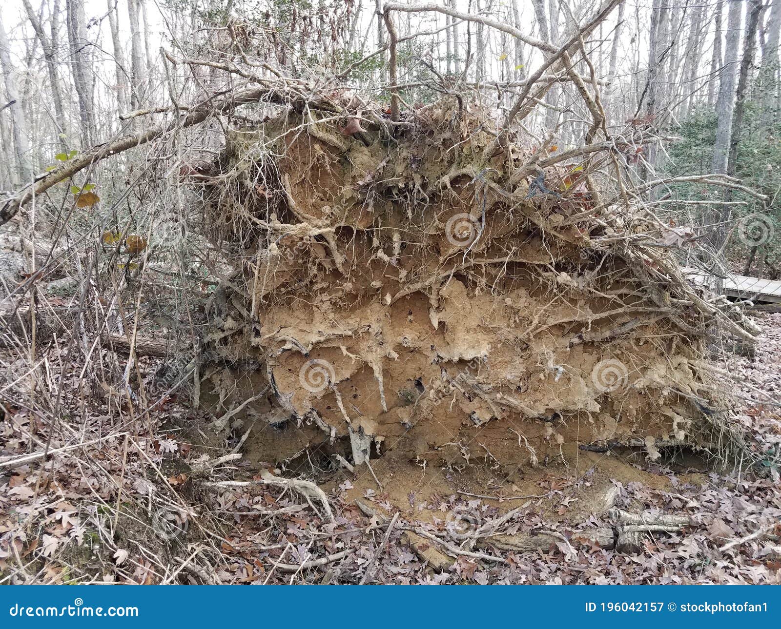 Fallen Tree with Roots and Dirt and Wood Trail in Forest Stock Image ...