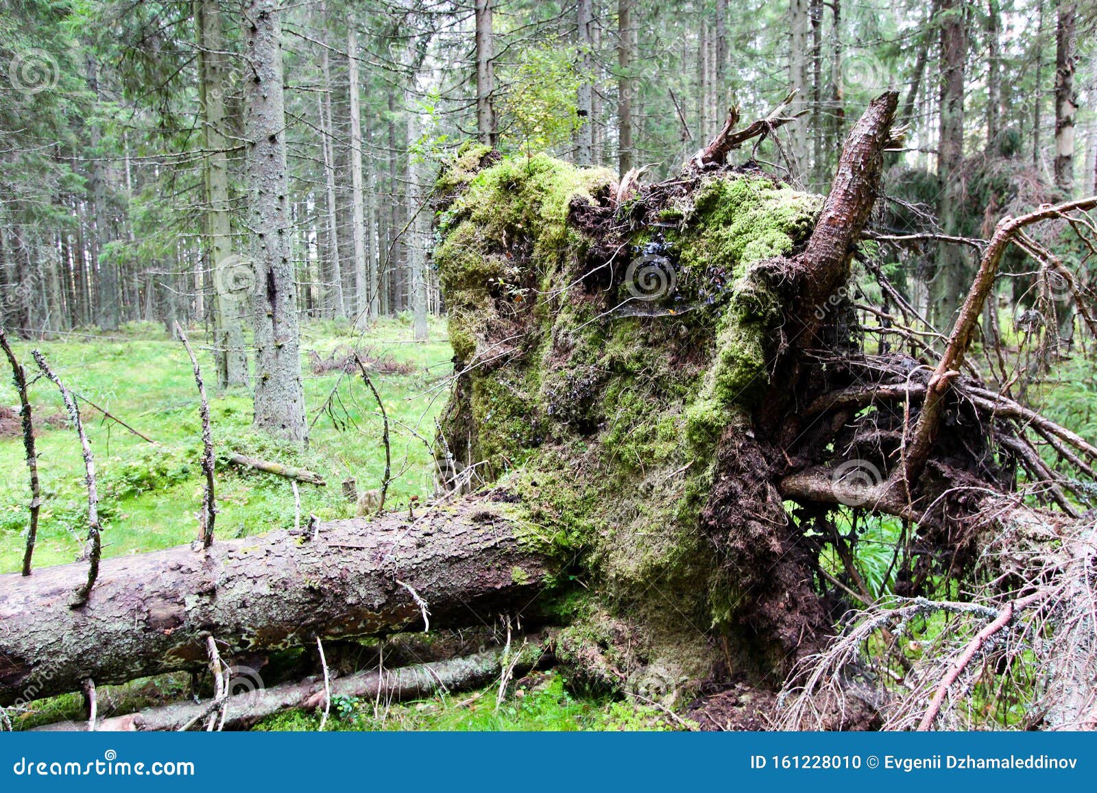 Fallen Tree with Roots in the Forest. Wild Forest Stock Photo - Image ...