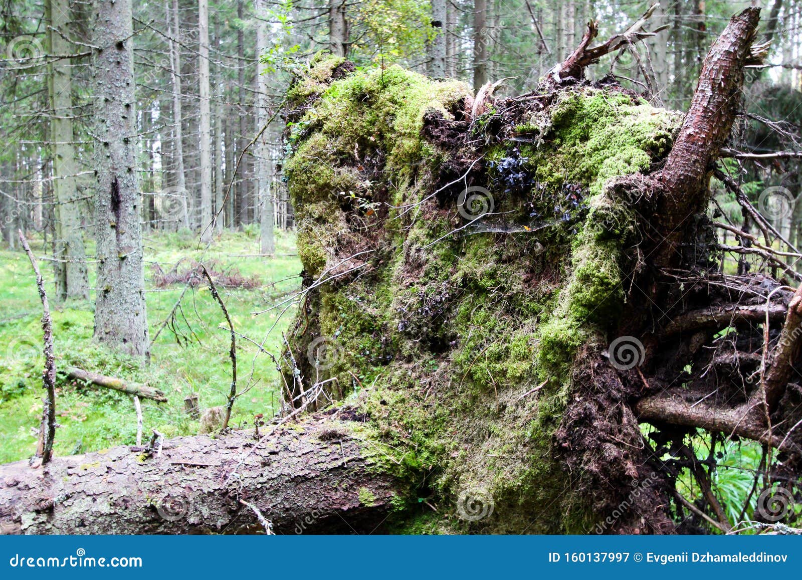 Fallen Tree with Roots in the Forest. Wild Forest Stock Image - Image ...