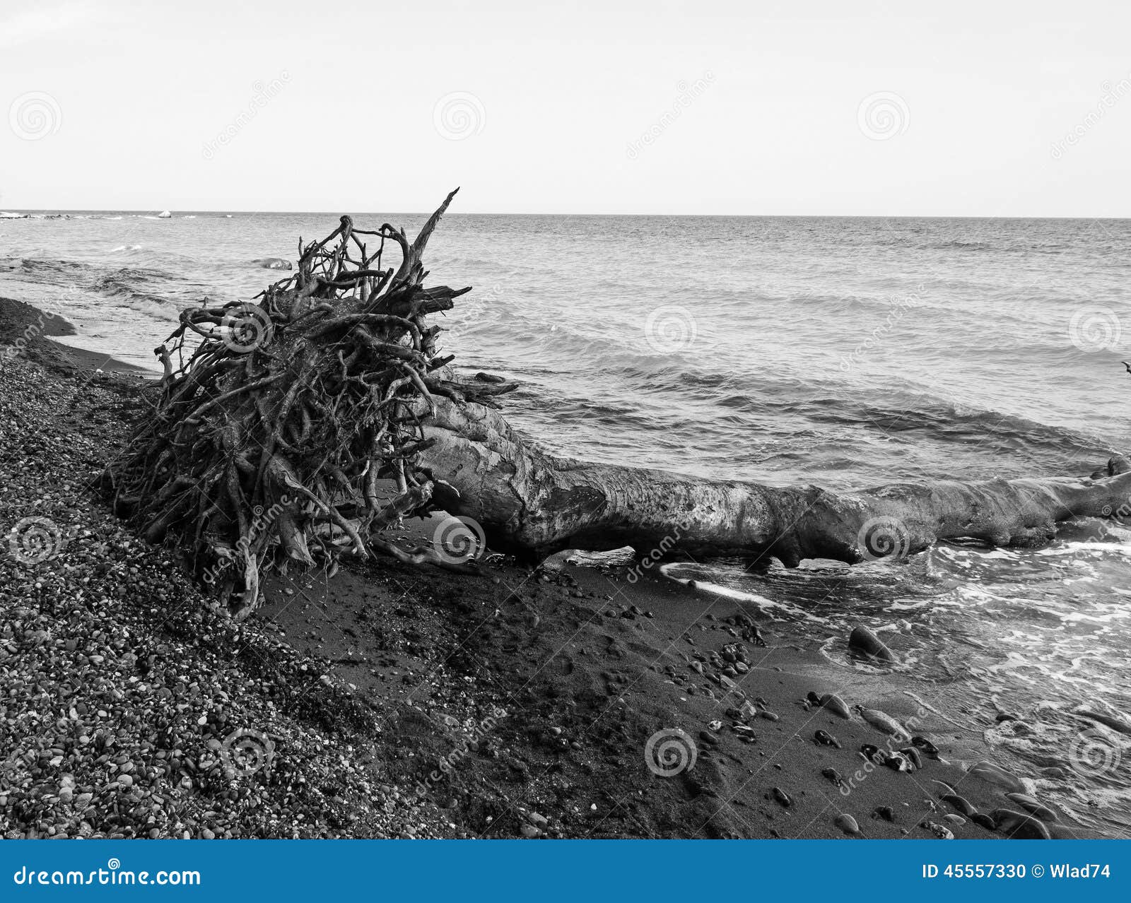 Fallen Tree with Roots on Seashore Stock Photo - Image of root, sand ...