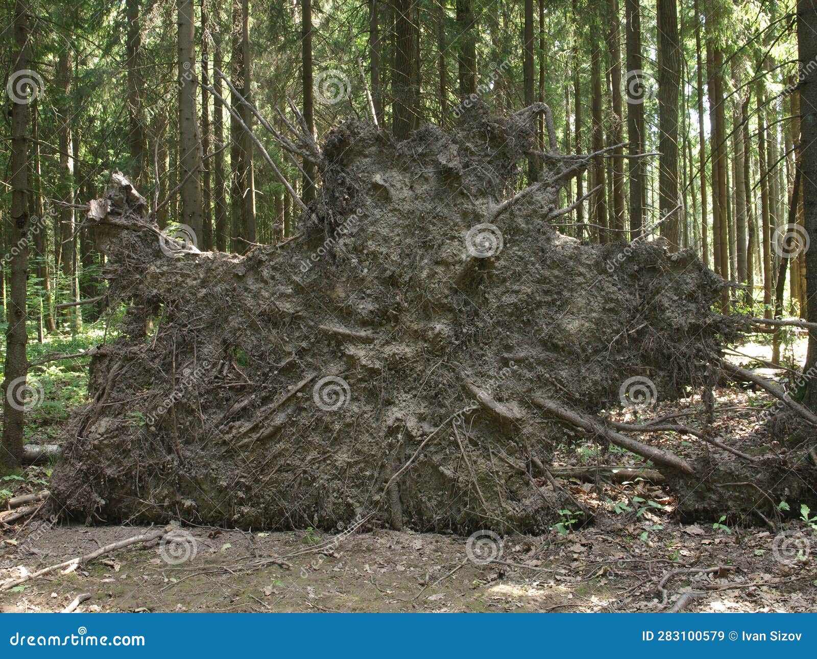 Fallen Tree Roots in Spruce Forest Stock Image - Image of nature ...