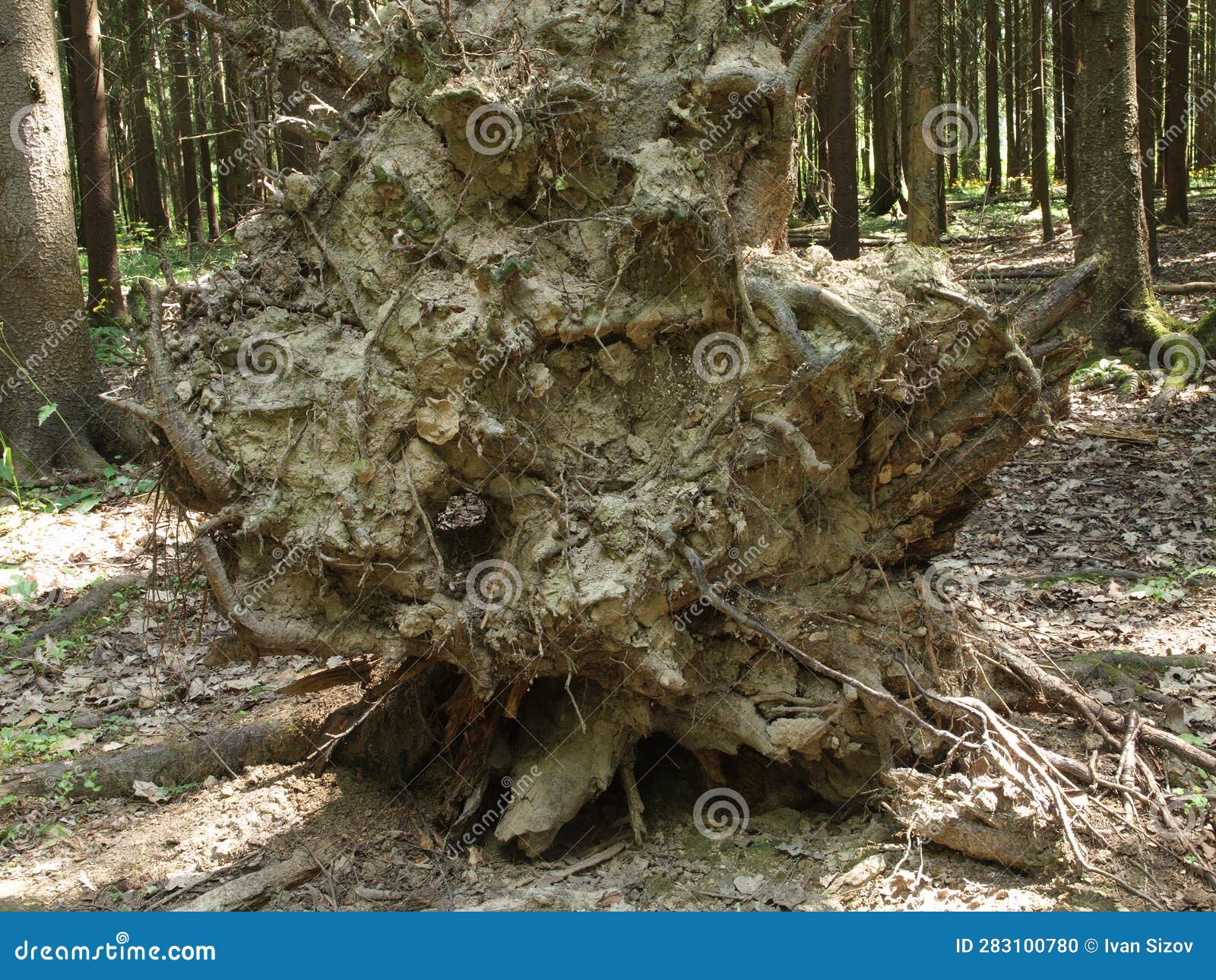 Fallen Tree Roots in Spruce Forest, Nature Stock Photo - Image of ...