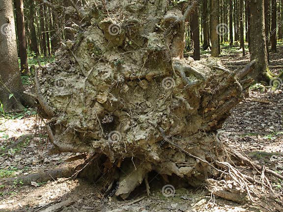Fallen Tree Roots in Spruce Forest, Nature Stock Photo - Image of ...