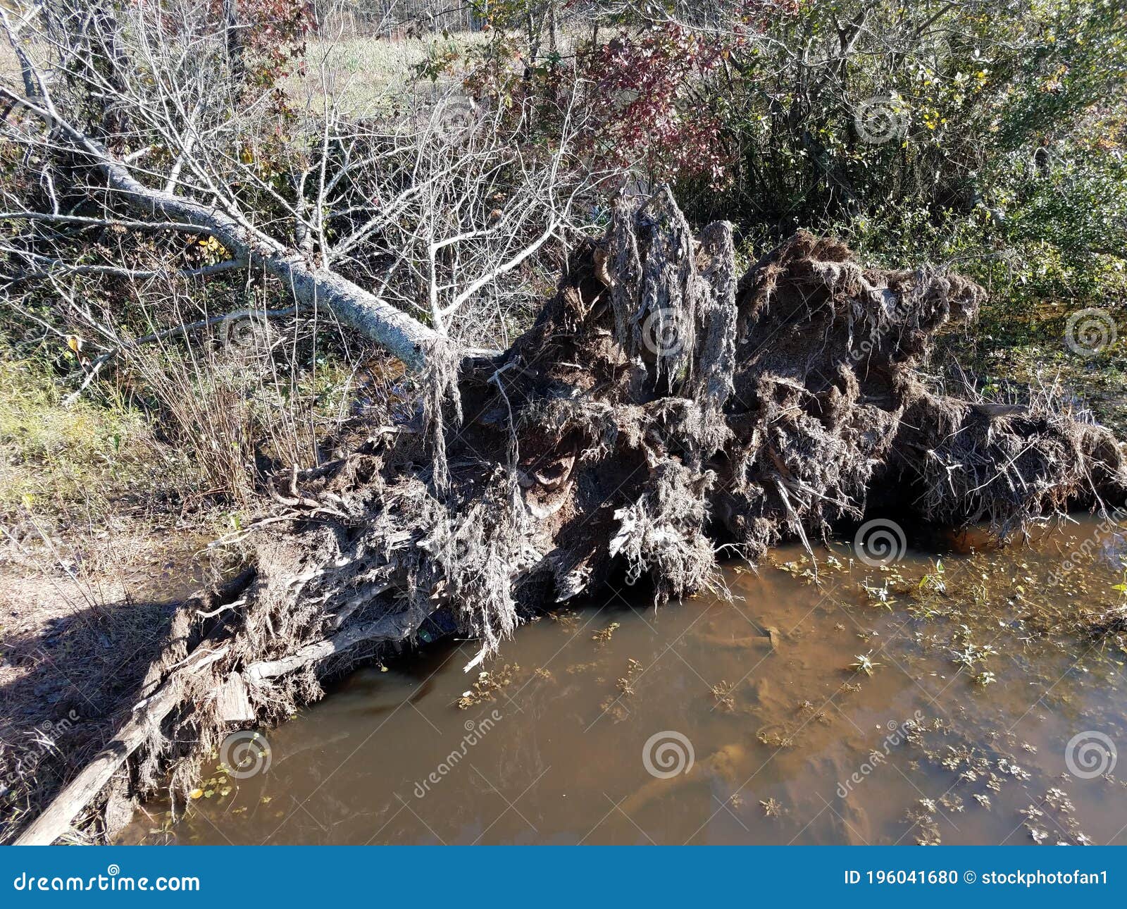 Fallen Tree with Roots and Water and Mud Stock Photo - Image of roots ...