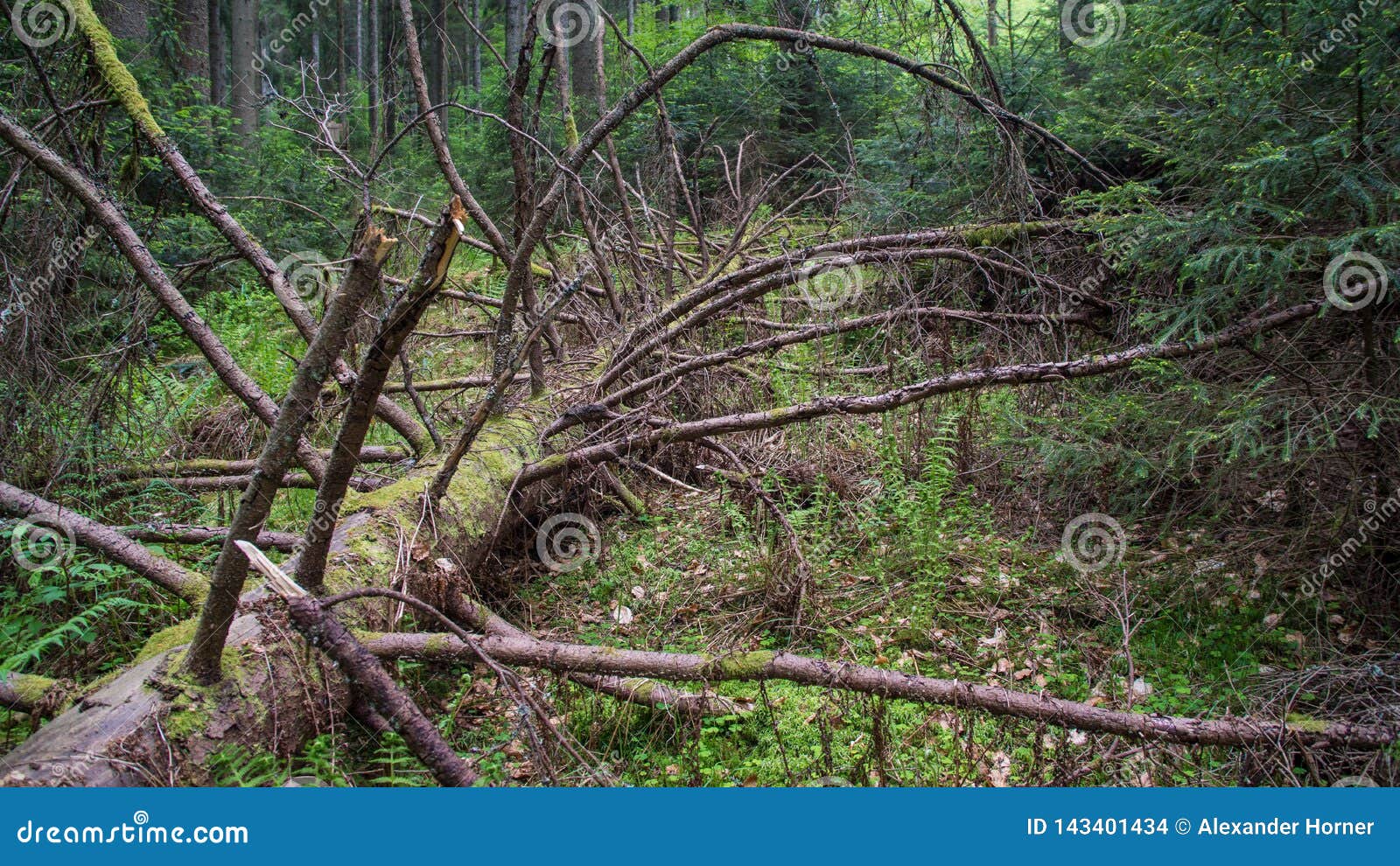 Fallen Tree Rotting in Forest Stock Photo - Image of moss, grass: 143401434