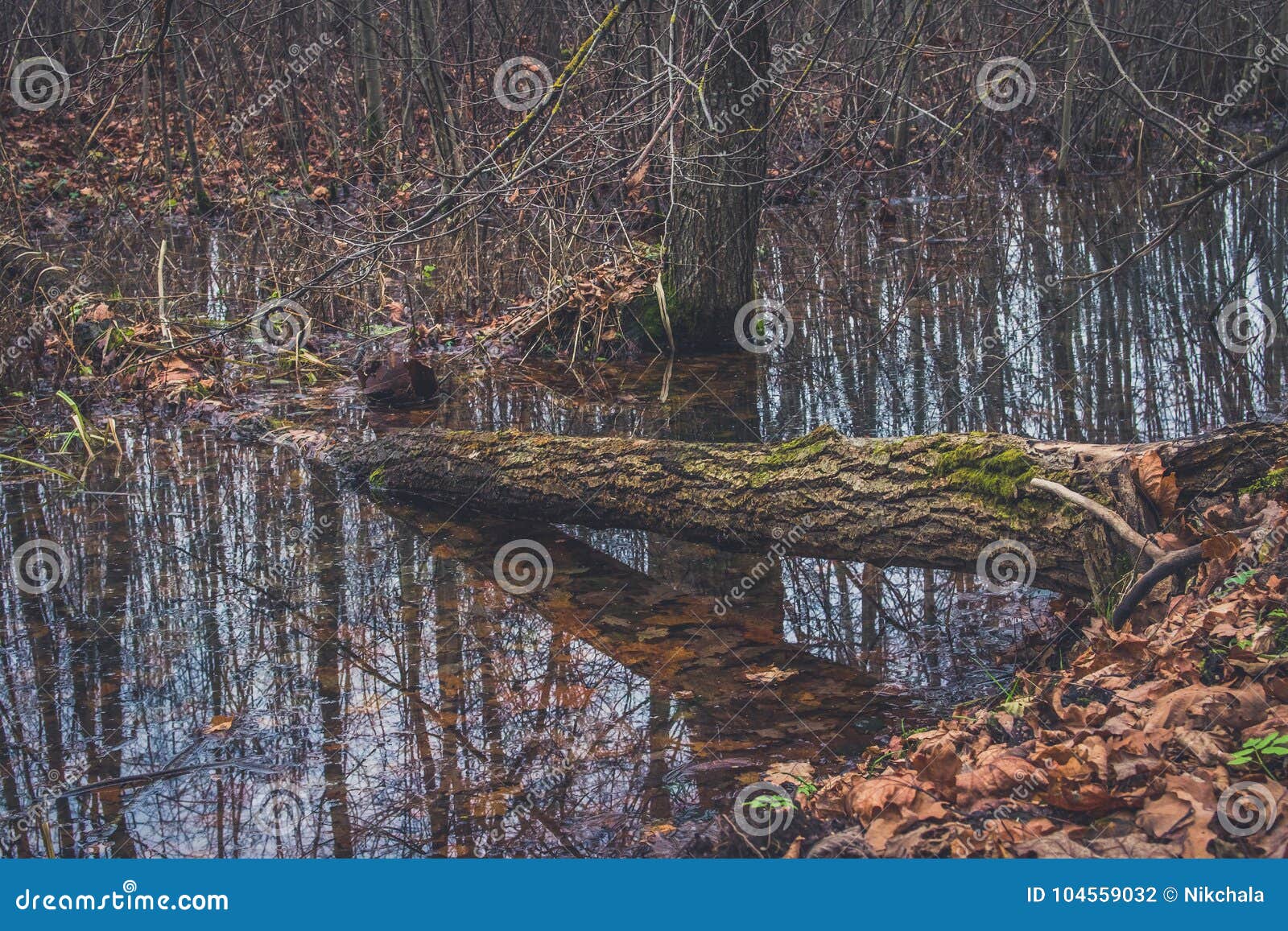 A Fallen Tree is Rotting in the Middle of the Forest Stock Photo ...