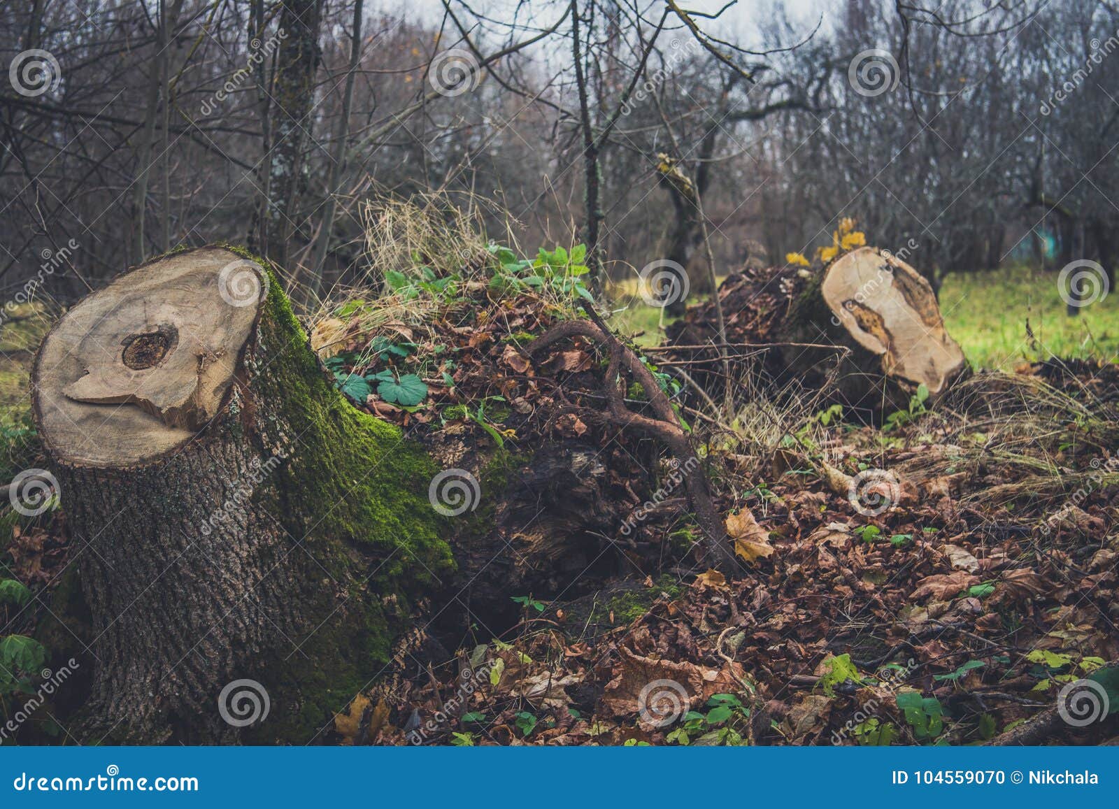 A Fallen Tree is Rotting in the Middle of the Forest Stock Photo ...