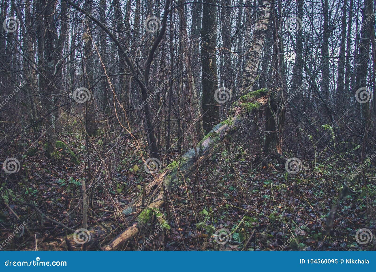A Fallen Tree is Rotting in the Middle of the Forest Stock Image ...