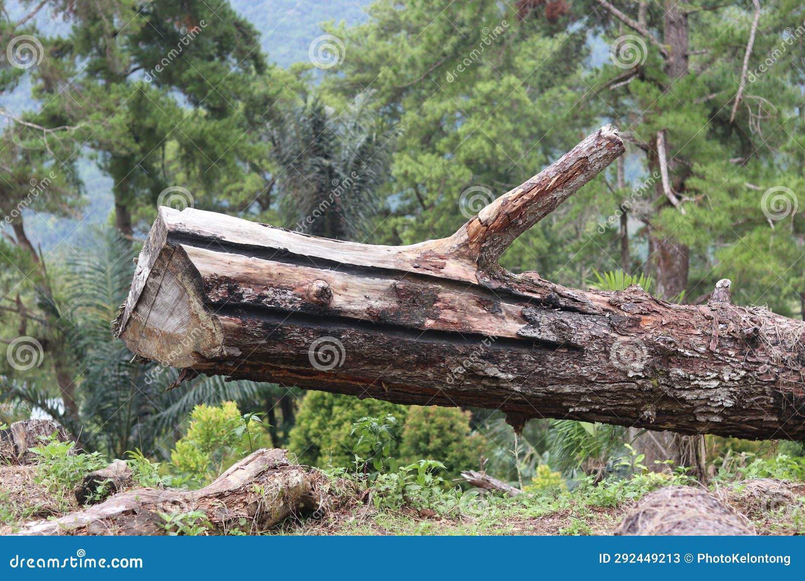 A Fallen Tree is Rotting in the Middle of the Forest Stock Image ...