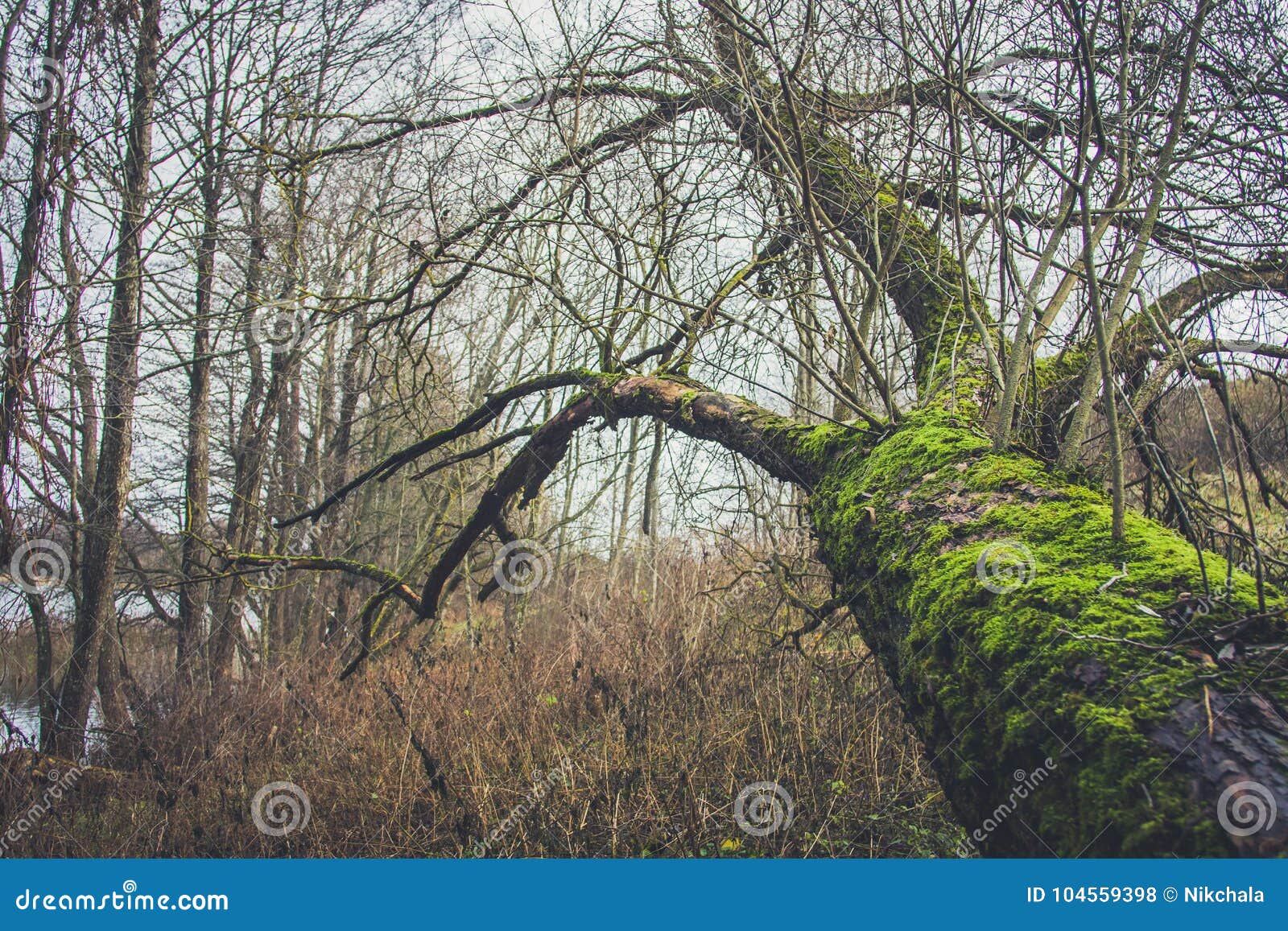 A Fallen Tree is Rotting in the Middle of the Forest Stock Photo ...