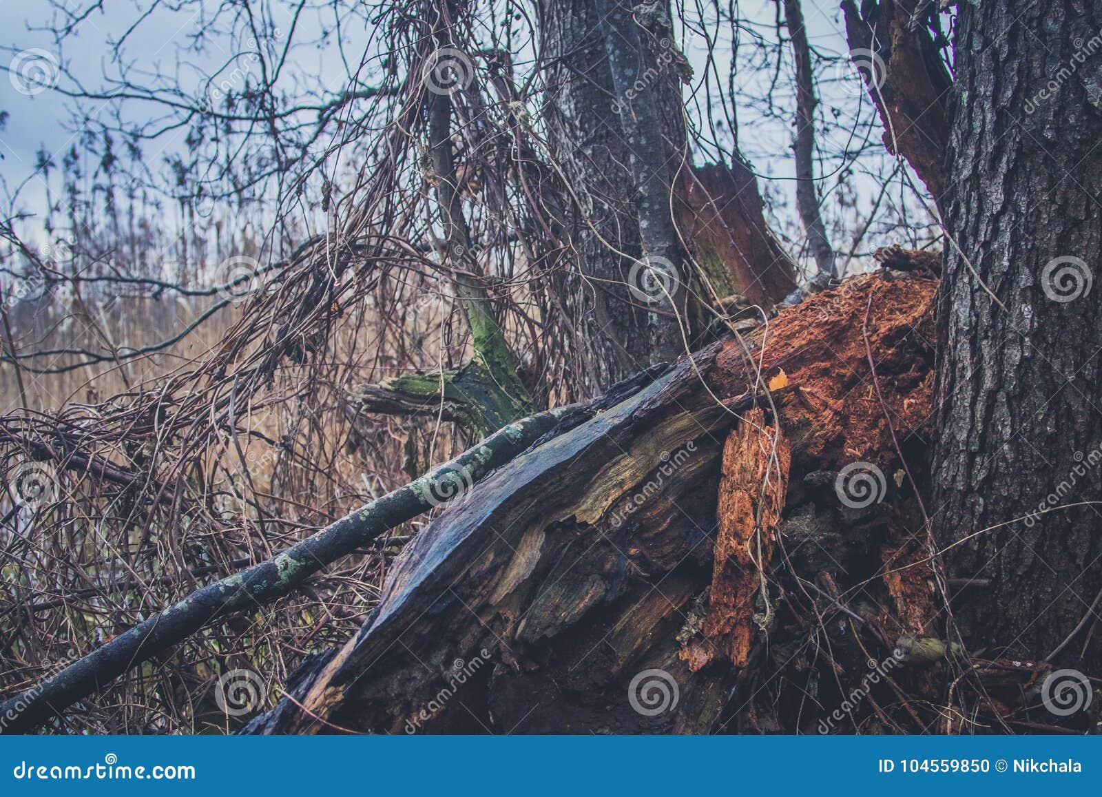 A Fallen Tree is Rotting in the Middle of the Forest Stock Photo ...