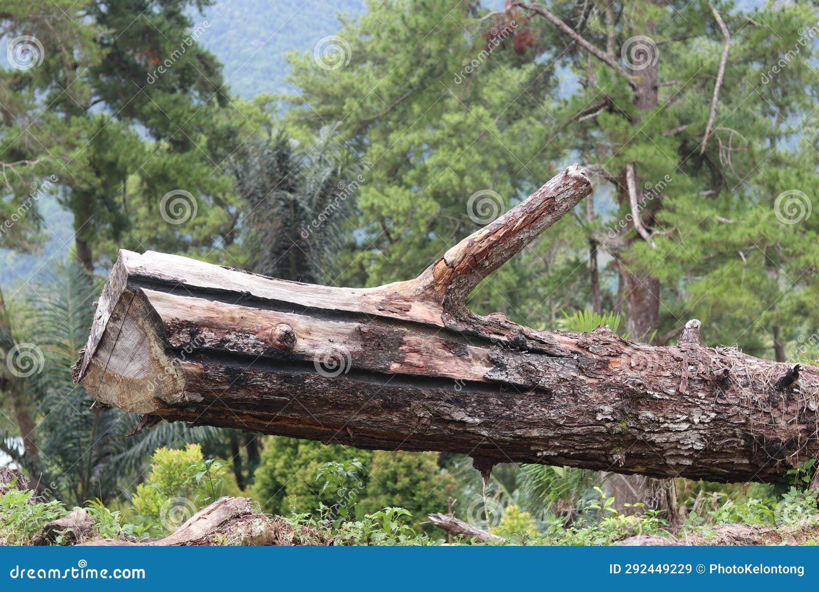 A Fallen Tree is Rotting in the Middle of the Forest Stock Image ...