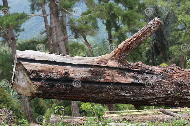 A Fallen Tree is Rotting in the Middle of the Forest Stock Image ...