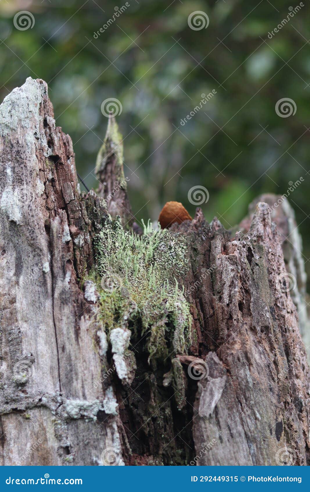 A Fallen Tree is Rotting in the Middle of the Forest Stock Image ...