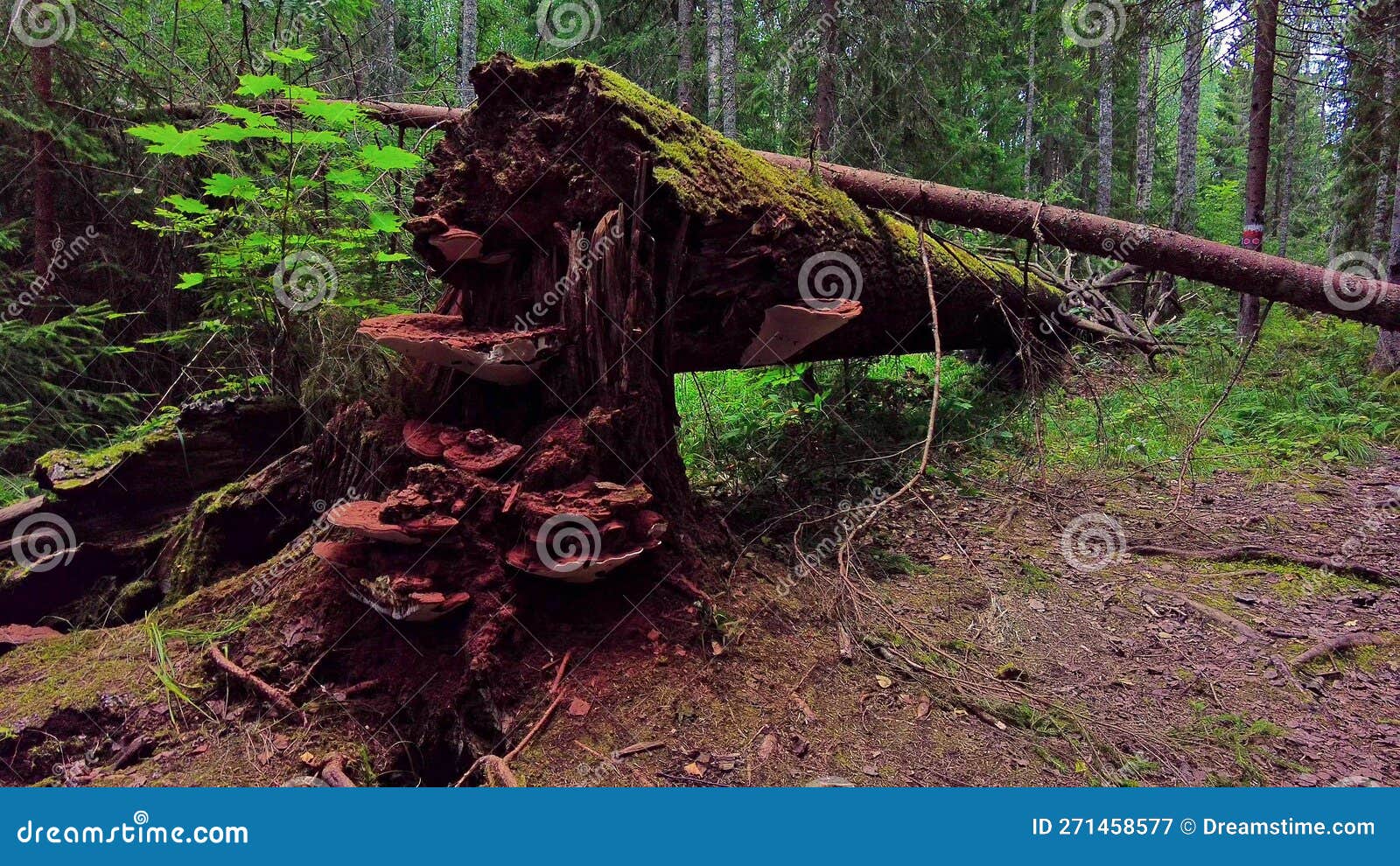 Fallen Tree is Rotting in the Middle of the Forest Stock Image - Image ...