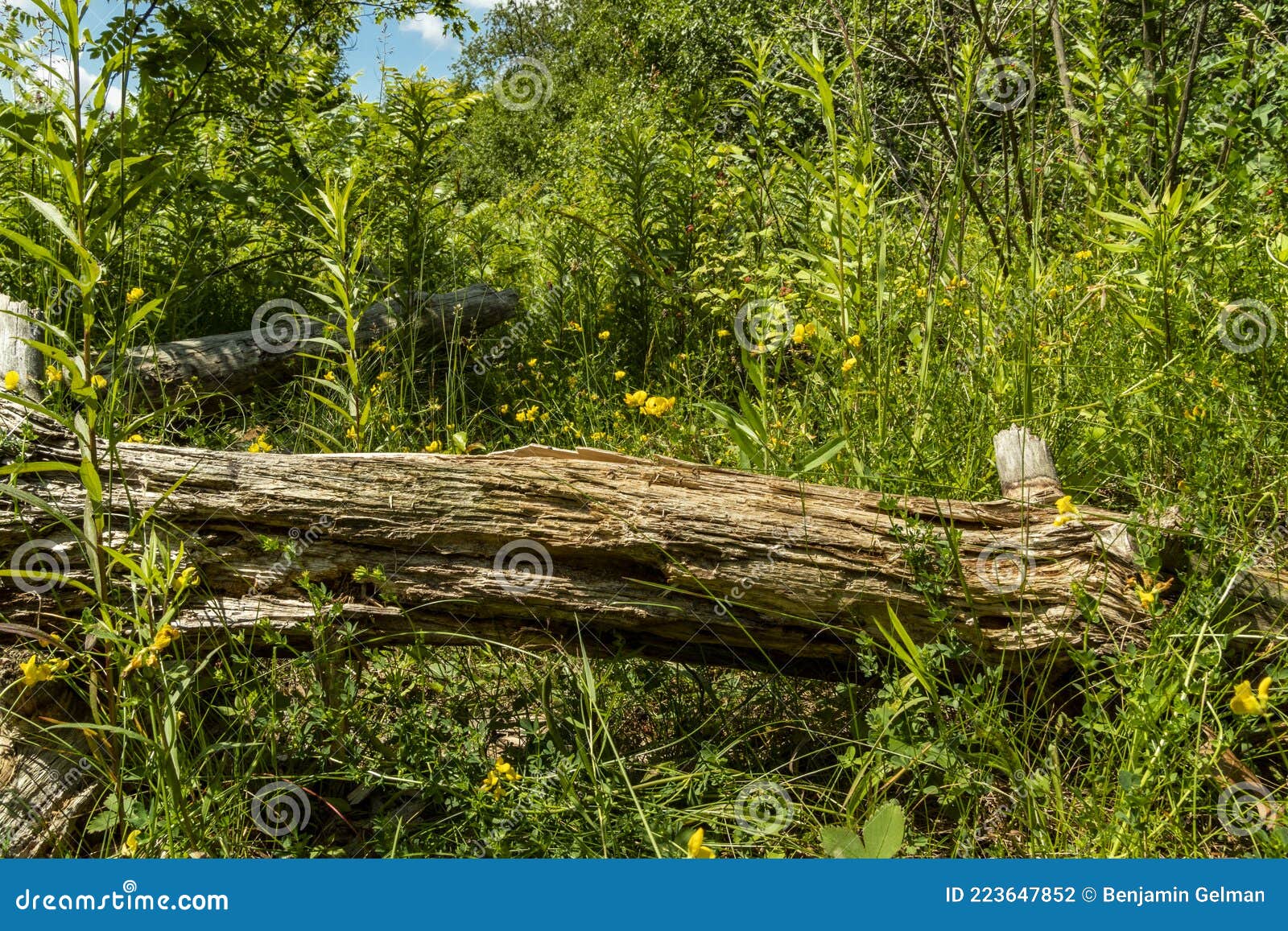 Fallen Tree Rotting in the Midst of Lush Greenery Stock Photo - Image ...