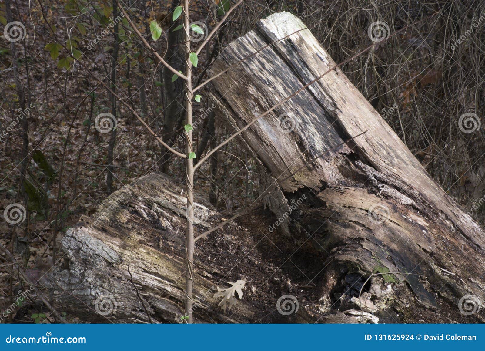 Fallen tree with sapling stock photo. Image of sapling - 131625924