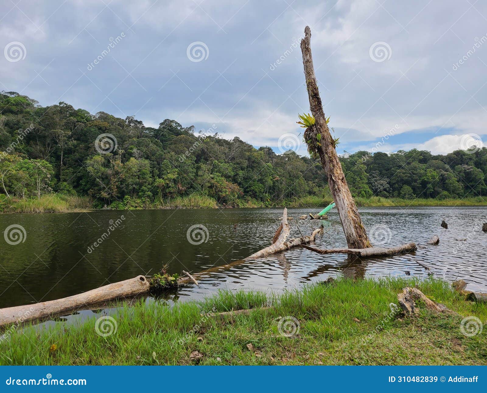 Fallen Tree Scenery on the Lake Tambing Stock Image - Image of lake ...