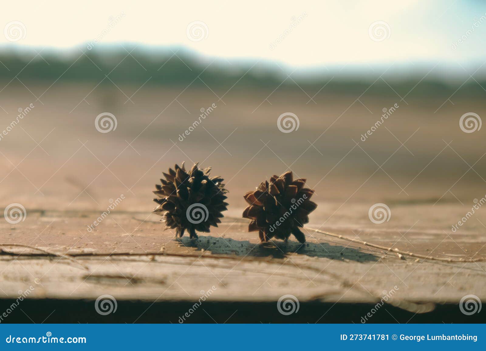 Fallen Tree Seeds Was Captured Stock Image - Image of fallen, seeds ...