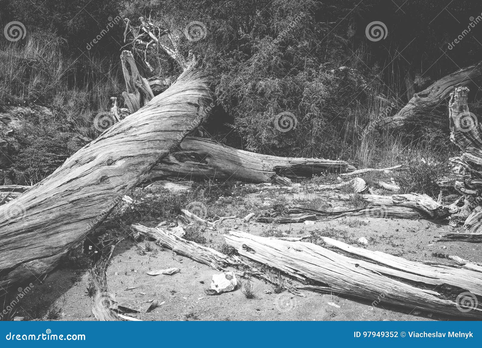 A fallen tree. Shevelev. stock photo. Image of outdoor - 97949352