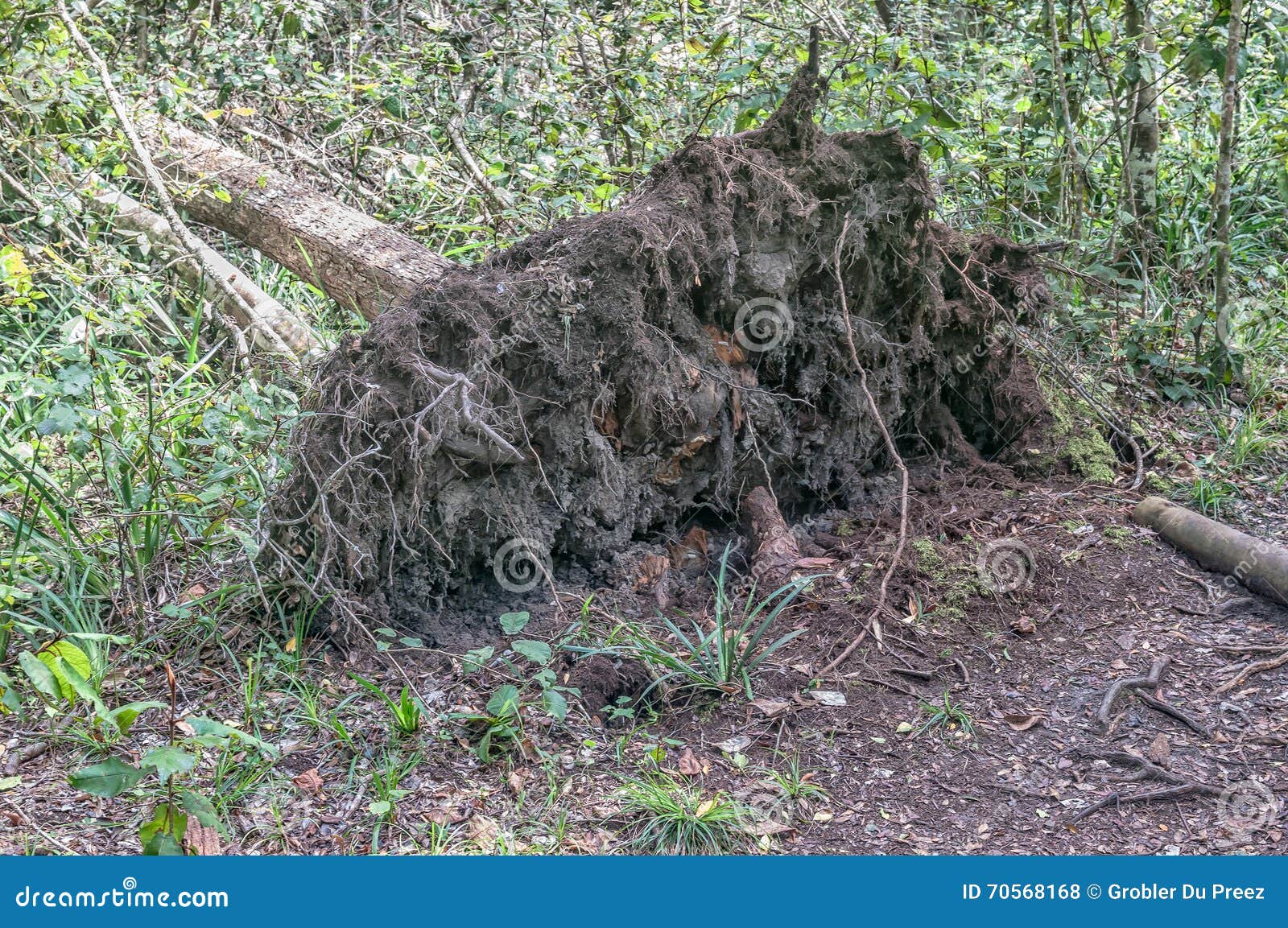 Fallen Tree Showing the Shallow Root System Stock Photo - Image of ...