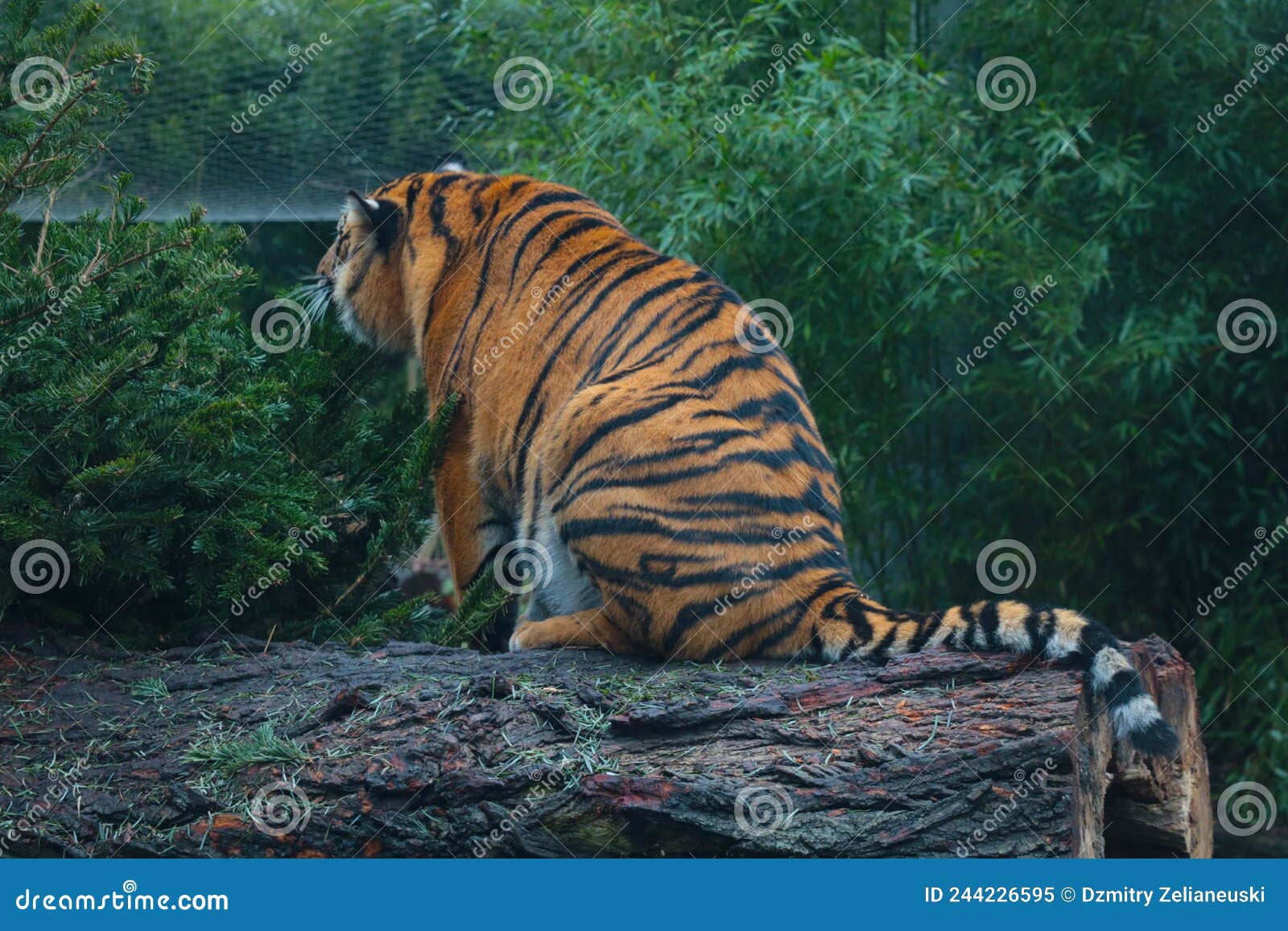 On a Fallen Tree Sits a Tiger in the Greenery. Stock Image - Image of ...