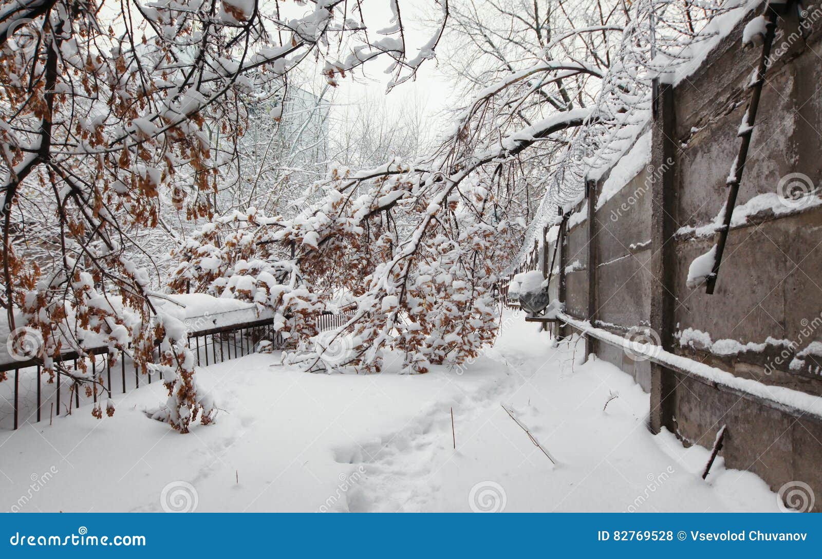 Fallen Tree in the Snow from the Security Perimeter Stock Photo - Image ...