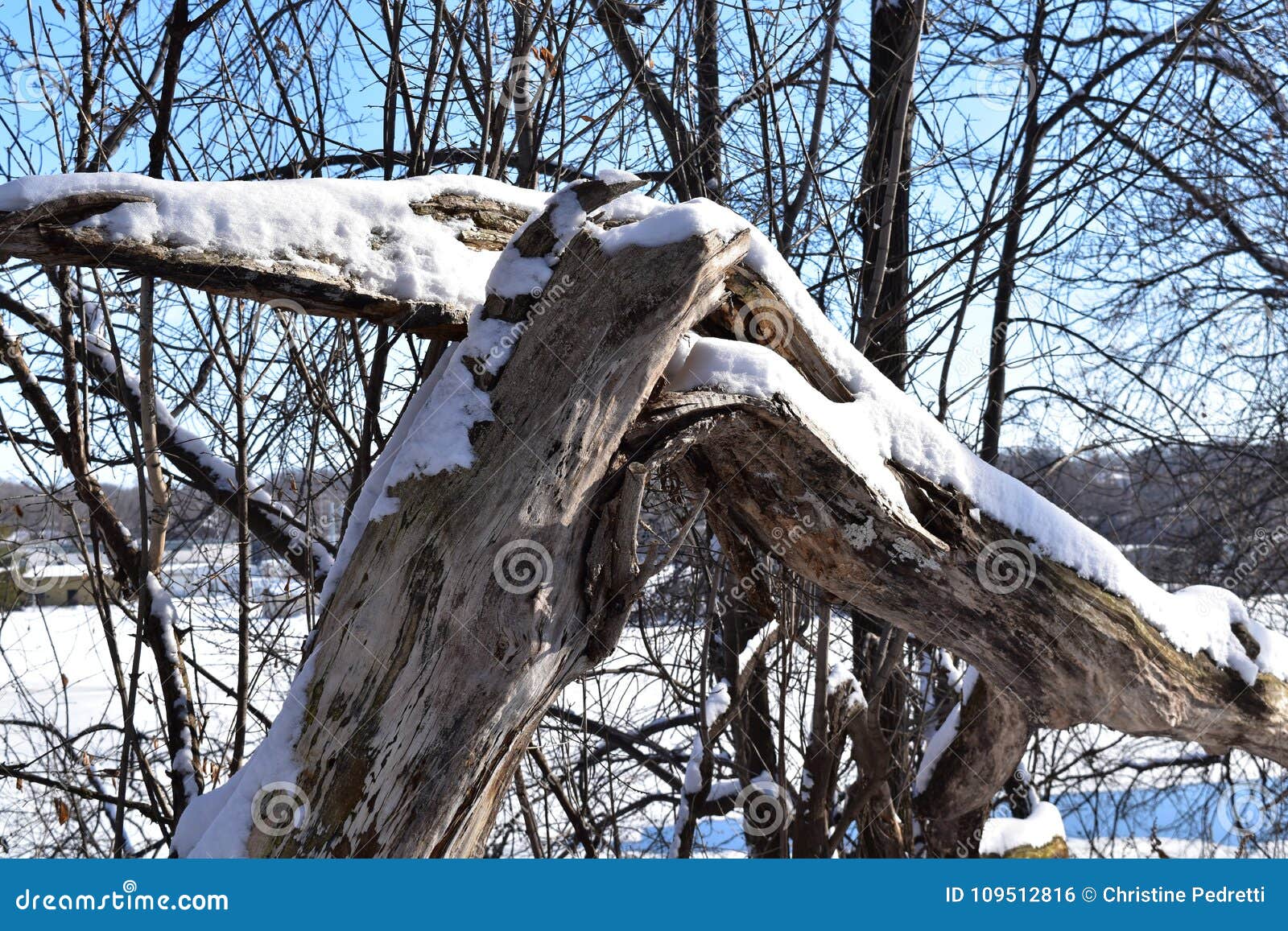 Snow Covered Dead Tree in the Woods Stock Photo - Image of fallen ...