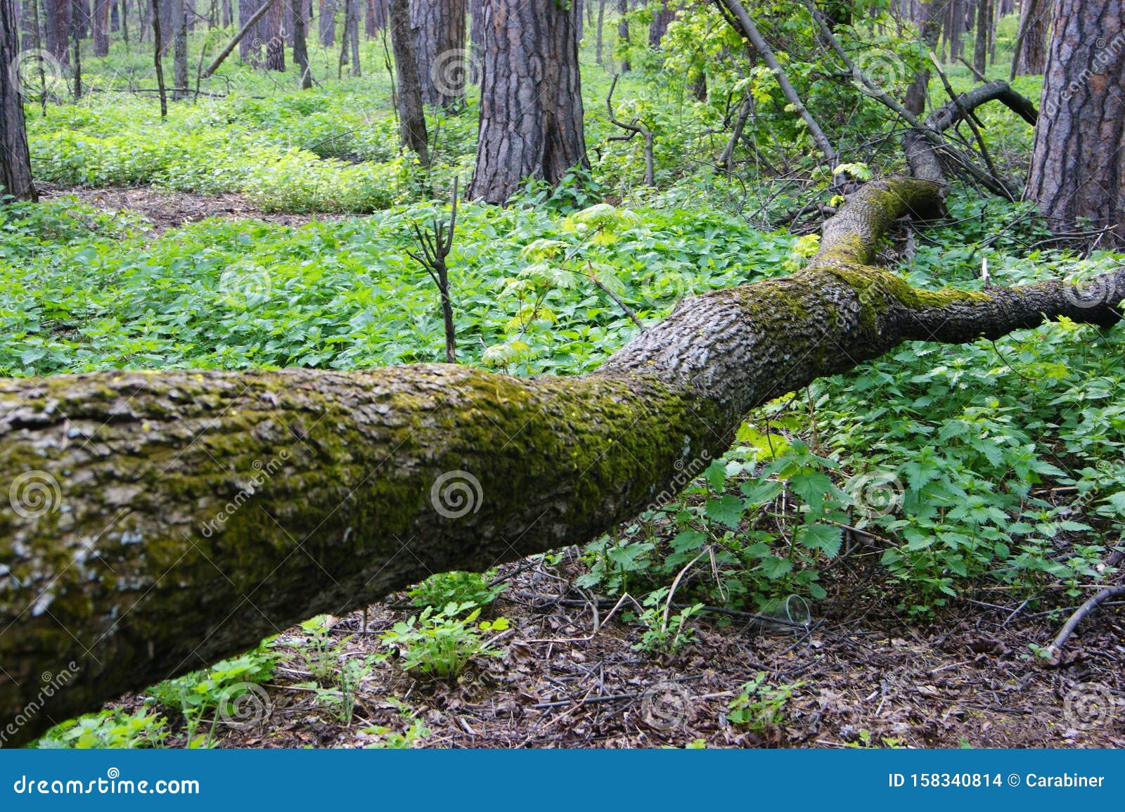 Fallen tree stock photo. Image of leaf, season, outdoor - 158340814