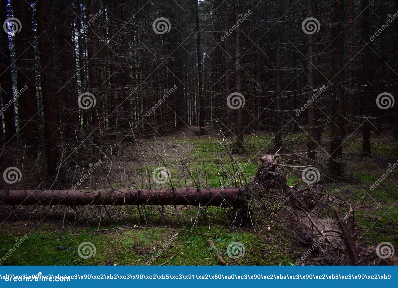 Fallen Tree. Spruce Coniferous Forest. Smooth Tree-lined Avenues Stock ...
