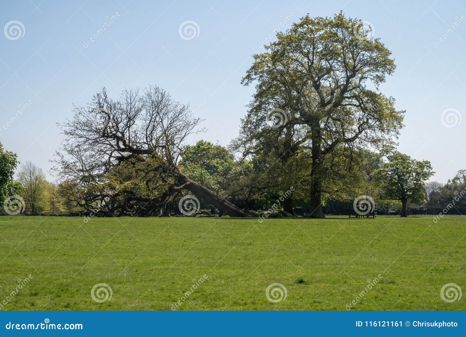 Fallen Tree Still Growing in English Garden Stock Image - Image of ...
