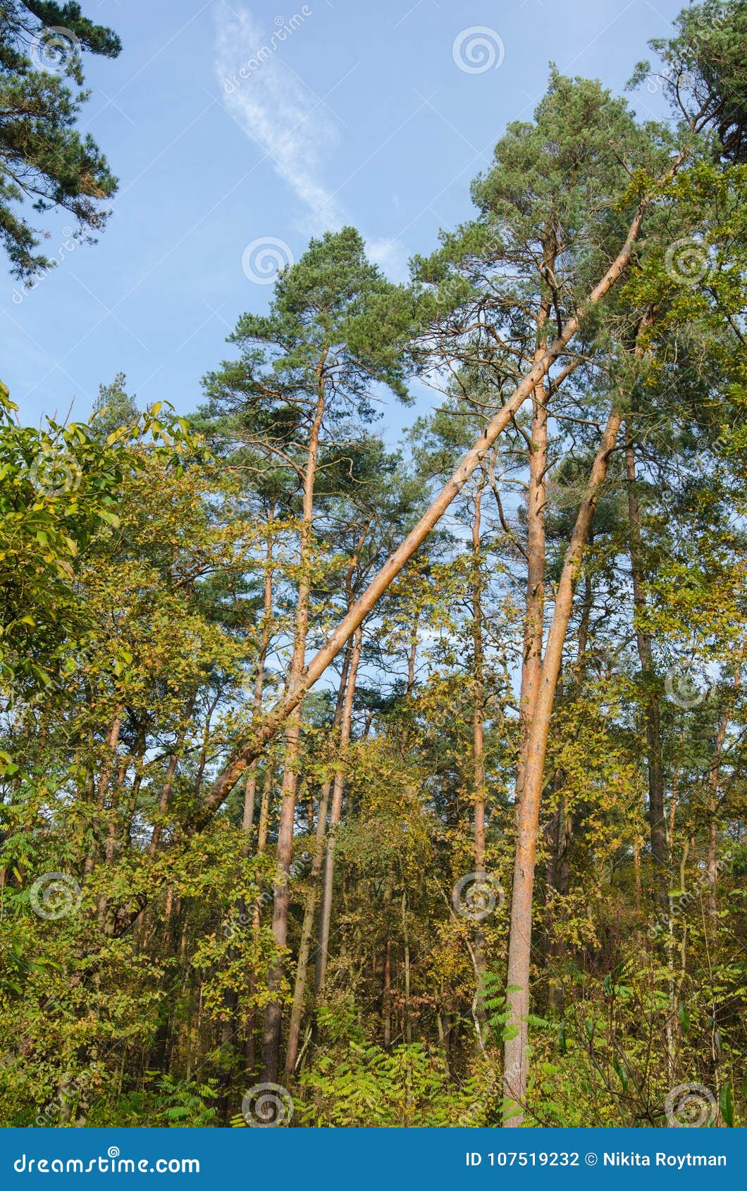 Fallen Tree Still Supported Stock Photo - Image of neighbors, fallen ...