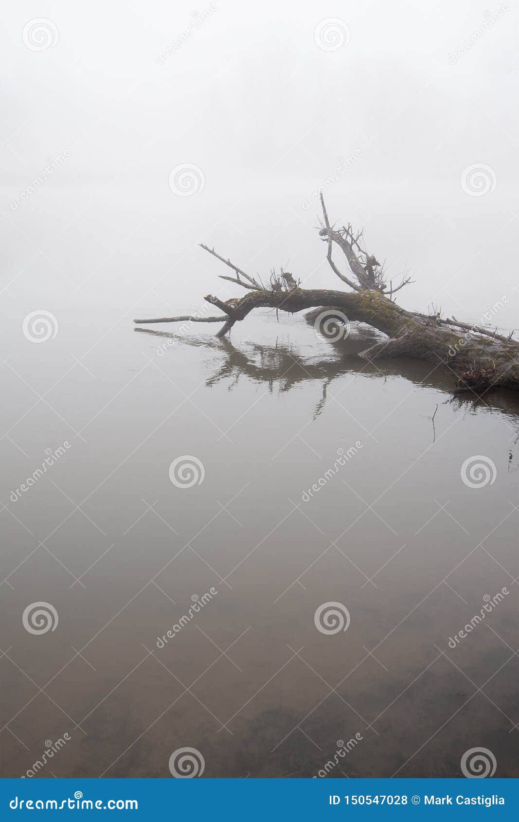 Fallen Tree in Still Water with Moody Dense Fog Stock Photo - Image of ...