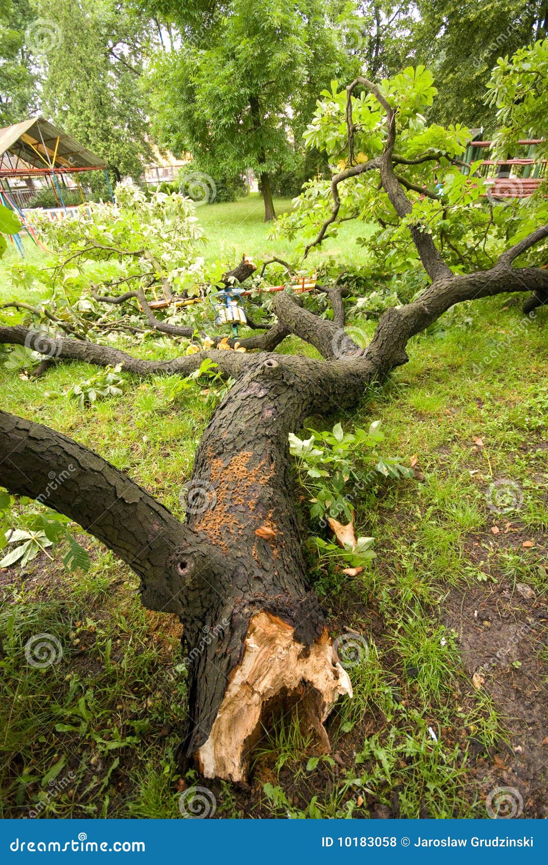 Fallen tree after storm stock photo. Image of color, catastrophy - 10183058
