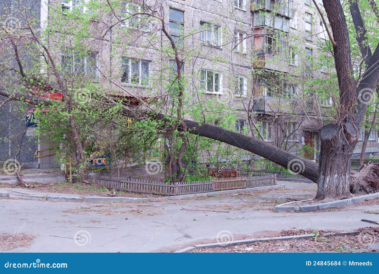 A fallen tree after storm stock photo. Image of destruction - 24845684